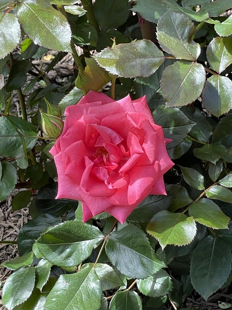 Rose (Rosa 'Survivor') in the Roses Database - Garden.org