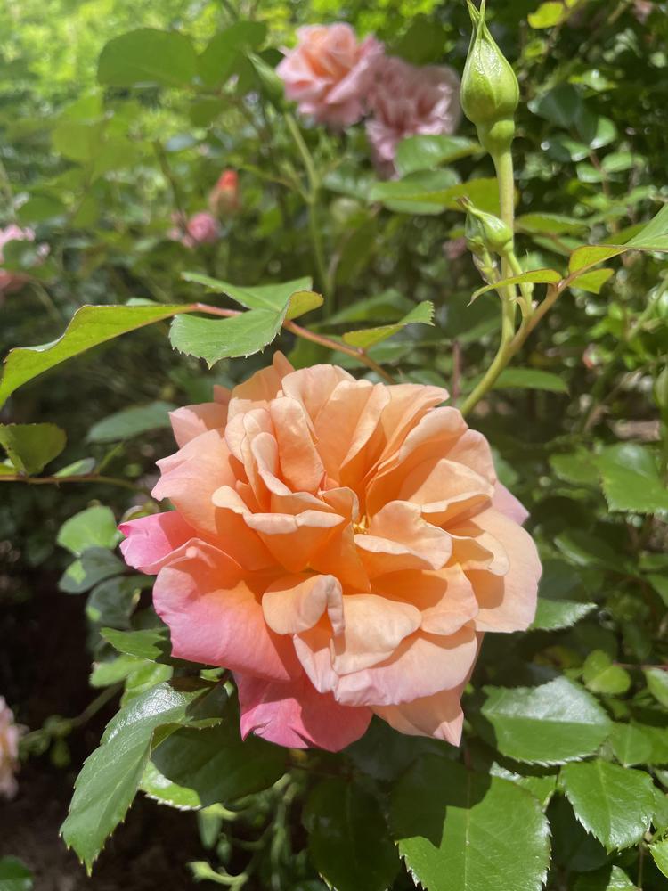 Rose (Rosa 'Cubana') in the Roses Database - Garden.org