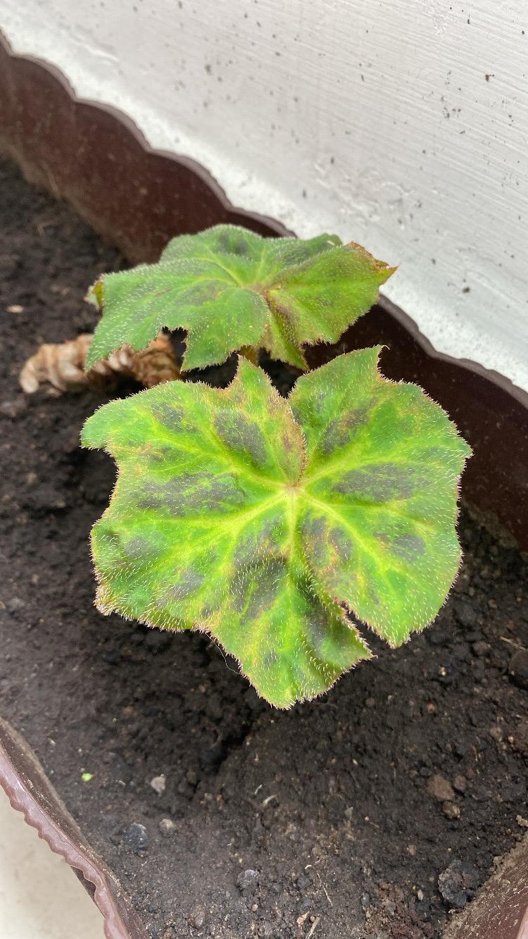 Begonia 'Maria Alejandra Brin' in the Begonias Database - Garden.org