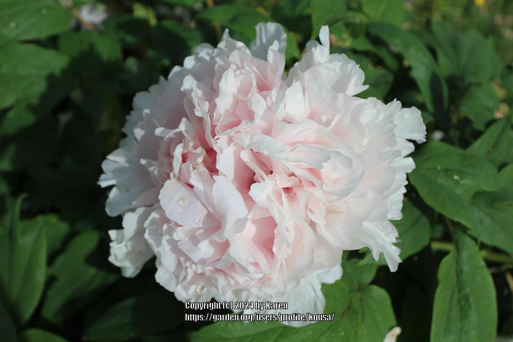 Tree Peony (Paeonia x suffruticosa 'Joanna Gilbert') in the Peonies ...