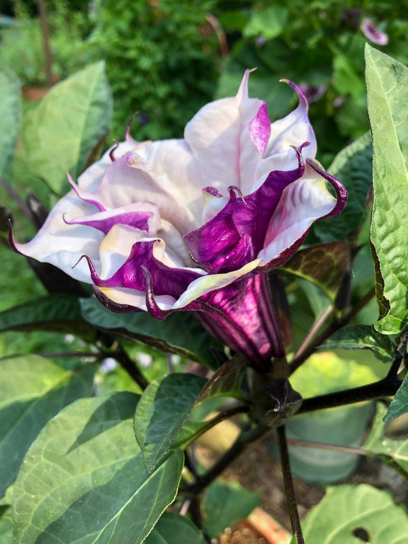 Photo of the bloom of Devil's Trumpet (Datura metel 'Ballerina Purple ...