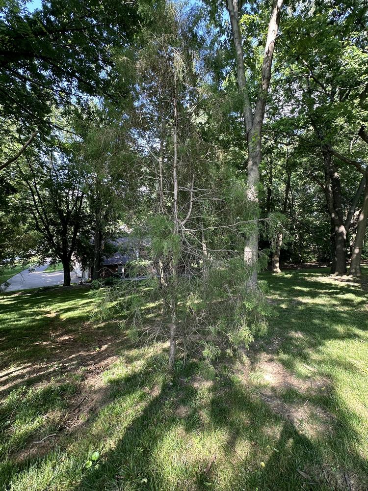 Cedar tree dying? in the Ask a Question forum - Garden.org