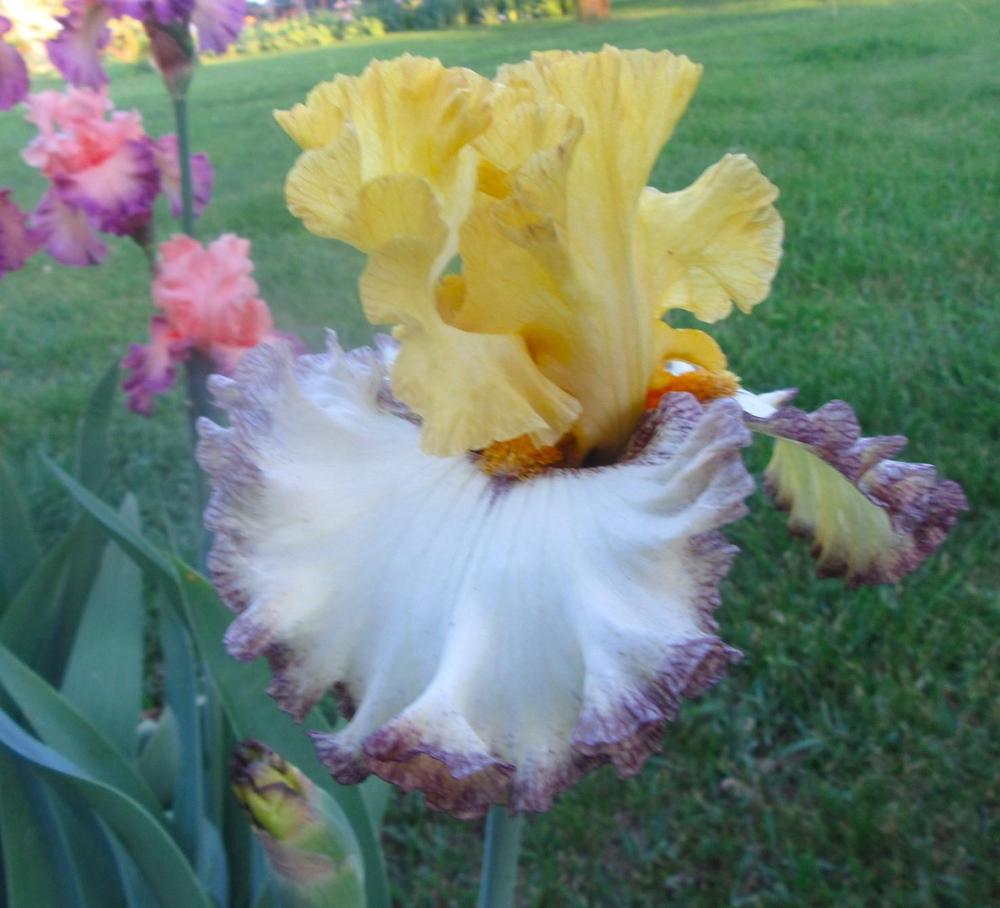 Tall Bearded Iris (Iris 'All Stitched Up') in the Irises Database ...