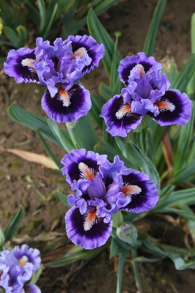 Photo of the bloom of Standard Dwarf Bearded Iris (Iris 'Looking So ...