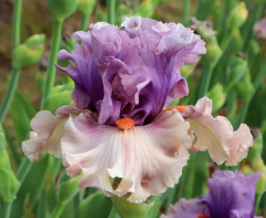 Photo of the bloom of Tall Bearded Iris (Iris 'Modern Majesty') posted ...