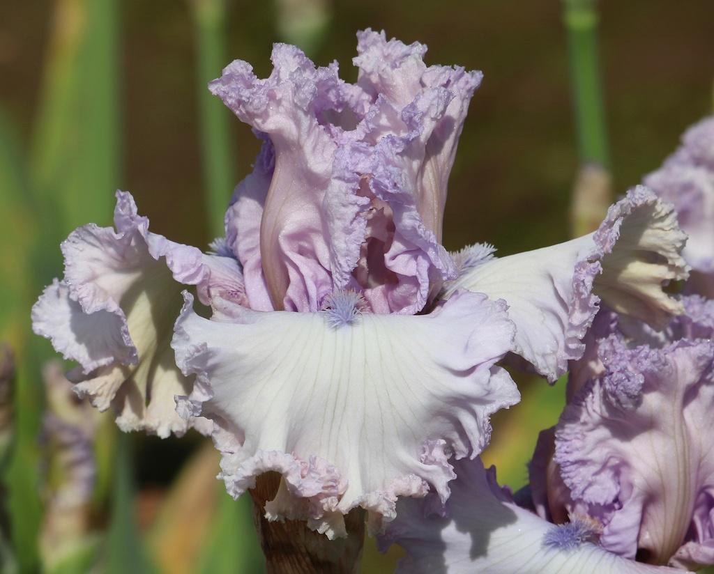 Photo of the bloom of Tall Bearded Iris (Iris 'Moment of Peace') posted by Calif_Sue - Garden.org