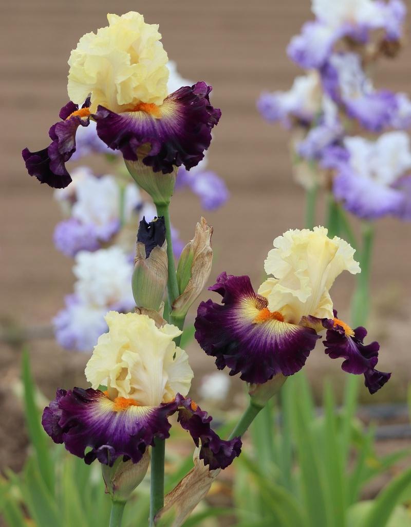 Photo of the bloom of Tall Bearded Iris (Iris 'Kept Secret') posted by ...