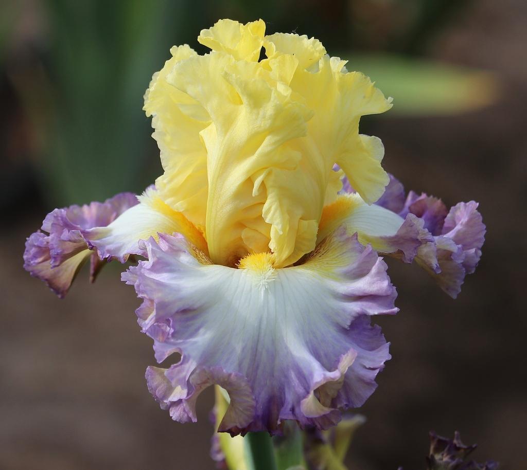 Photo of the bloom of Tall Bearded Iris (Iris 'Let Me Be There') posted ...