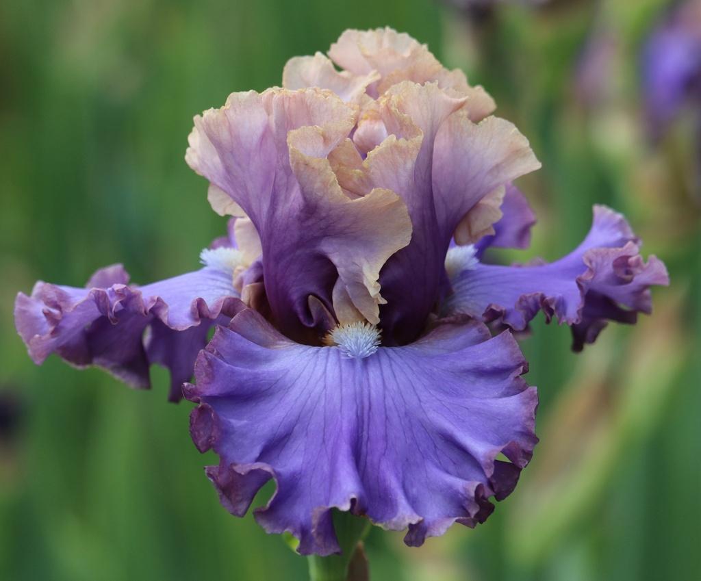 Photo of the bloom of Tall Bearded Iris (Iris 'Magic Swirl') posted by Calif_Sue - Garden.org