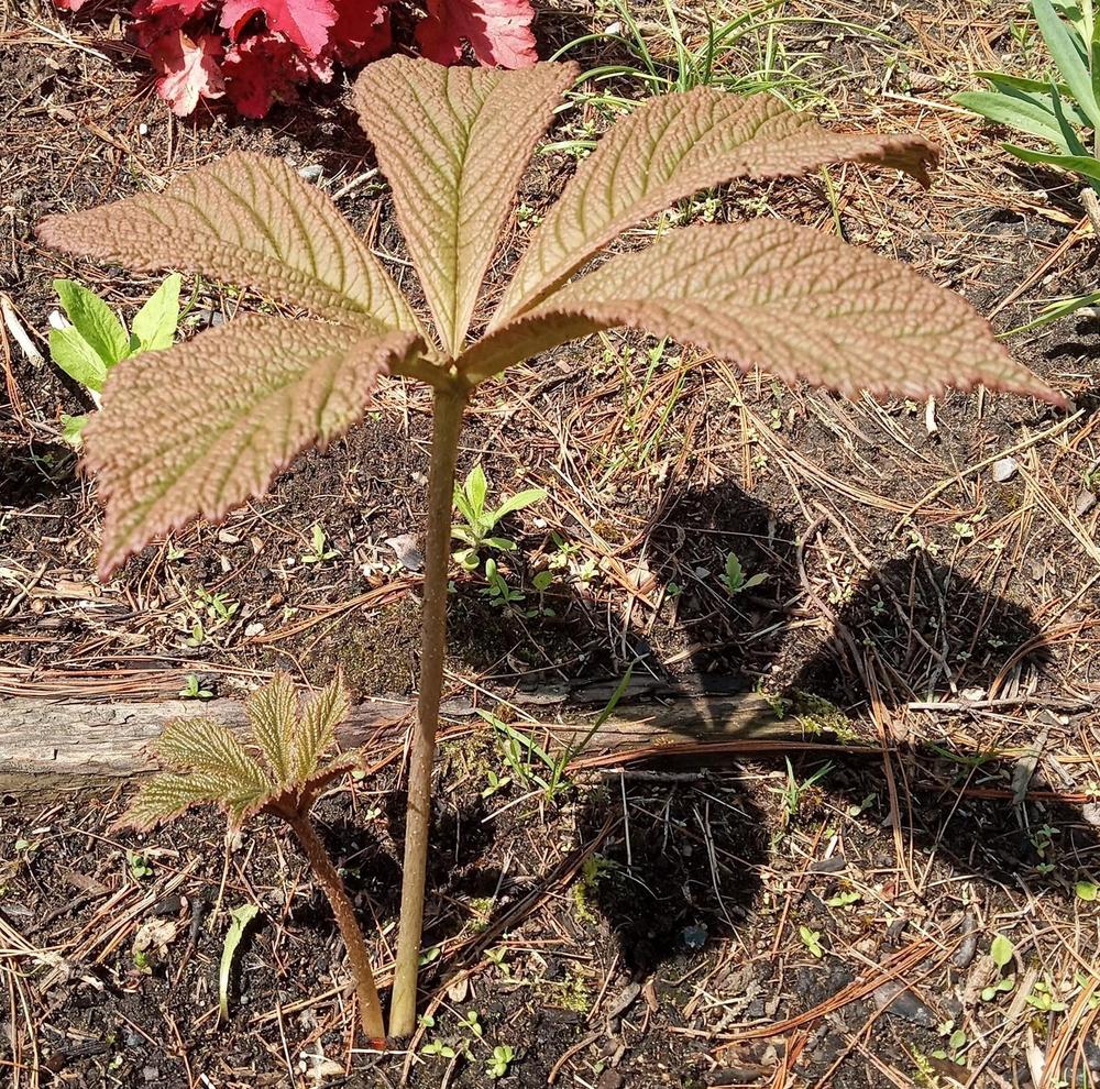 Photo of the leaves of Fingerleaf Rodgersia (Rodgersia aesculifolia ...