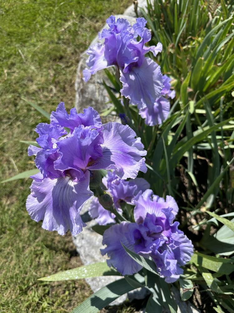 Photo of the bloom of Tall Bearded Iris (Iris 'Orchid Dove') posted by ...