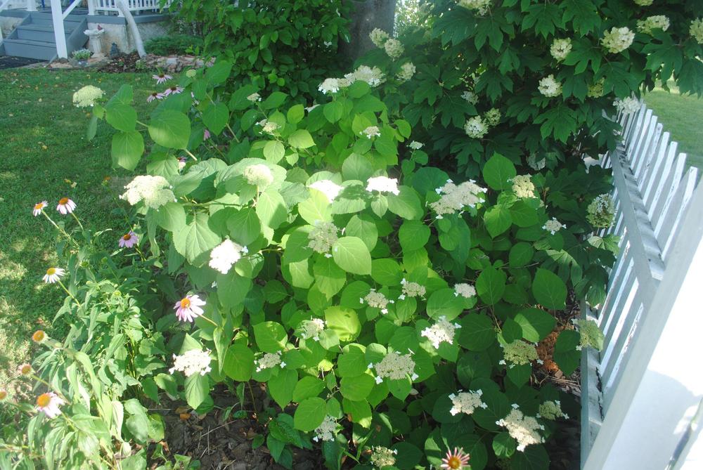 Photo of the entire plant of Smooth Hydrangea (Hydrangea arborescens ...