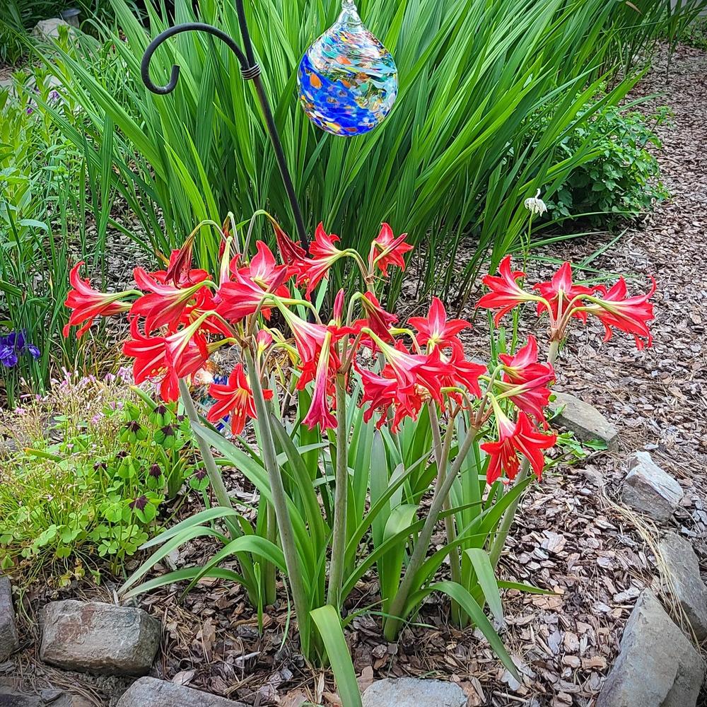 Photo of the entire plant of St. Joseph's Lily (Hippeastrum x johnsonii ...