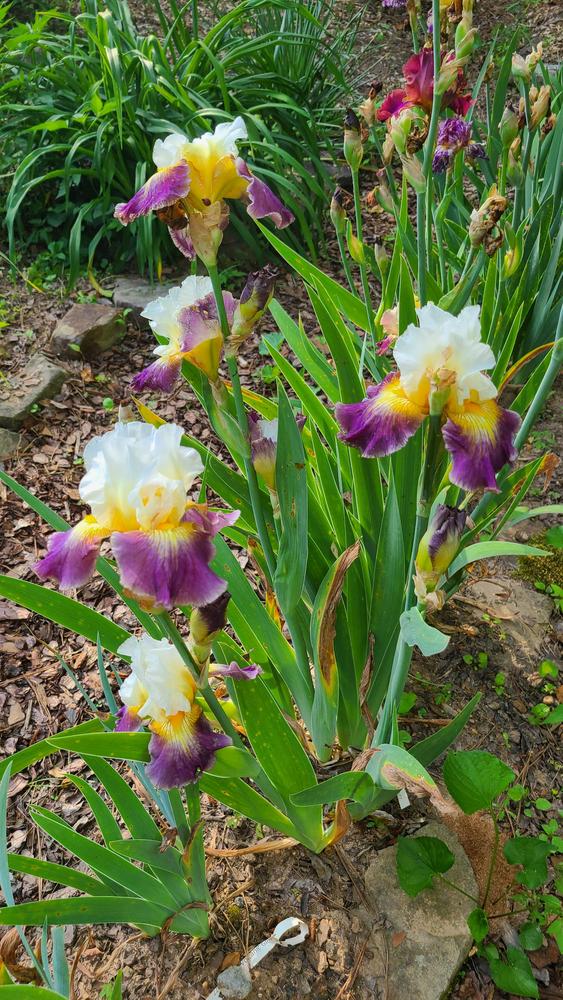 Photo of the entire plant of Tall Bearded Iris (Iris 'Fusion') posted ...
