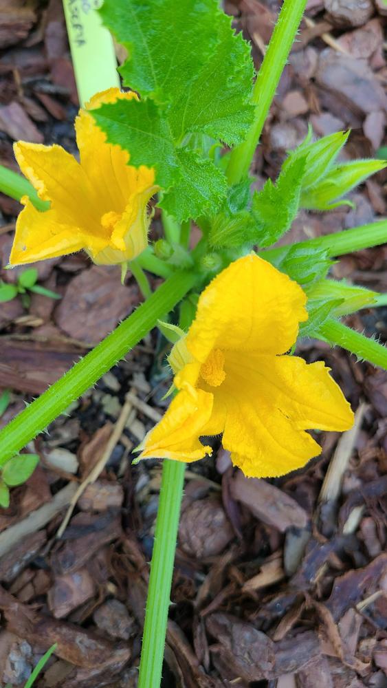 Photo of the bloom of Summer Squash (Cucurbita pepo 'Caserta Bush ...