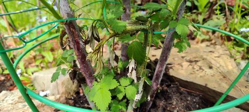 Black raspberry prima canes are wilting in the Ask a Question forum ...