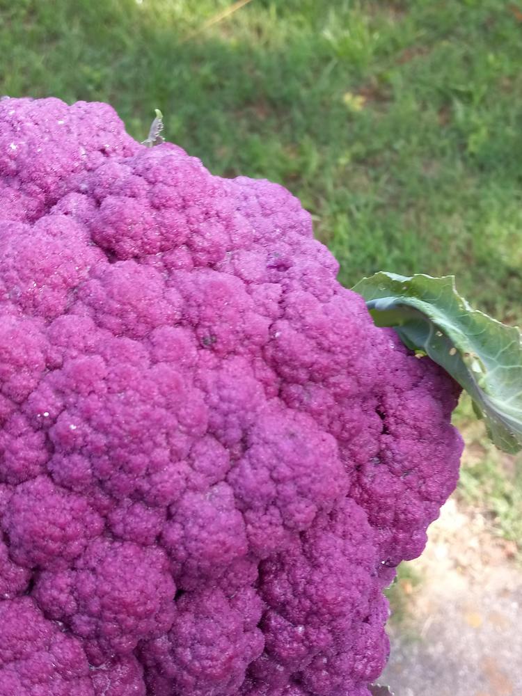 2024 Vegetable Gardening in the Vegetables and Fruit forum - Garden.org