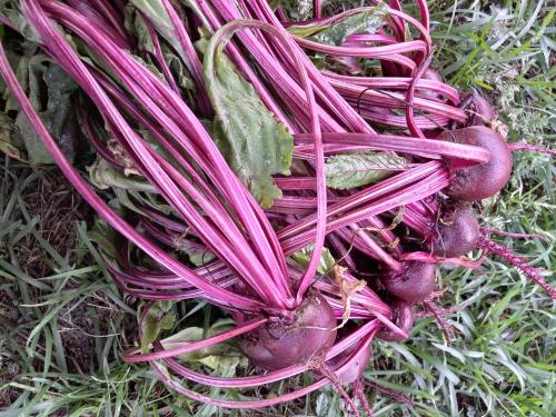 2024 Vegetable Gardening in the Vegetables and Fruit forum - Garden.org