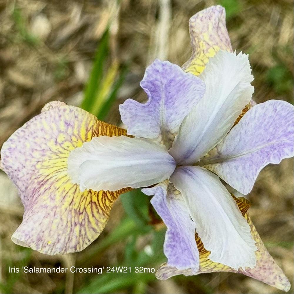 Photo of the bloom of Siberian Iris (Iris 'Salamander Crossing') posted ...