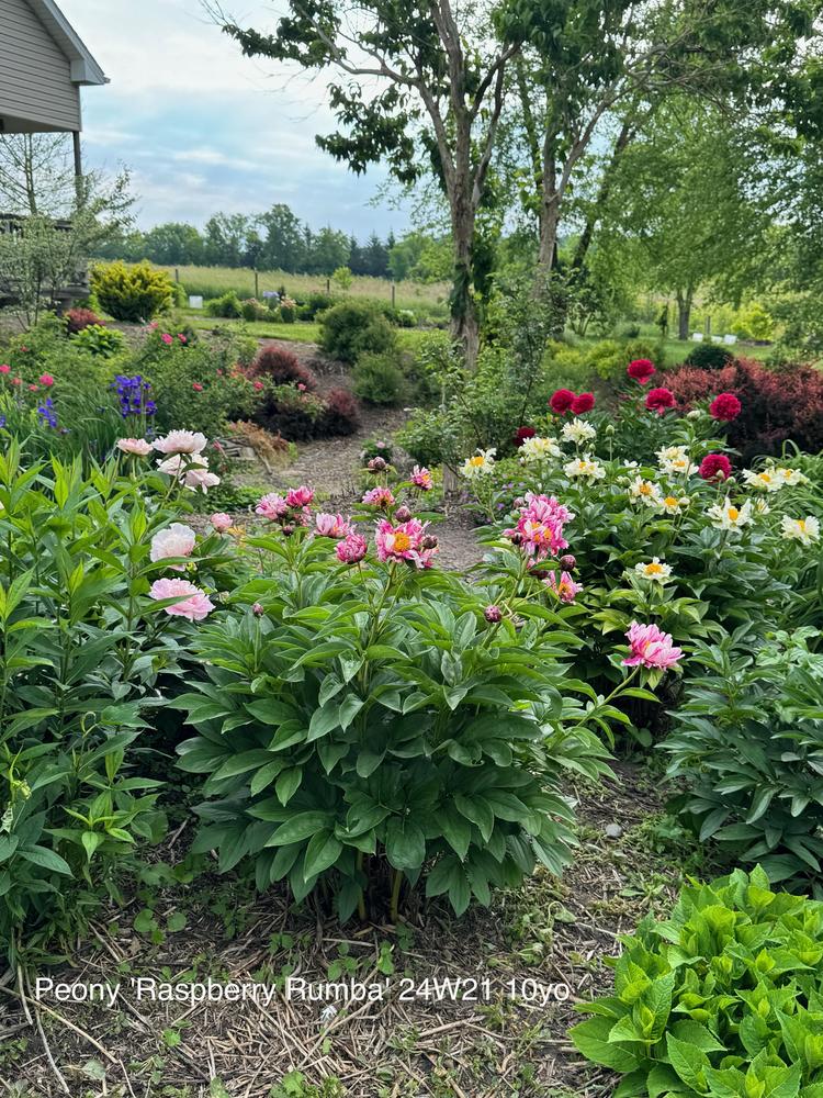 Photo of the entire plant of Peony (Paeonia lactiflora 'Raspberry Rumba ...