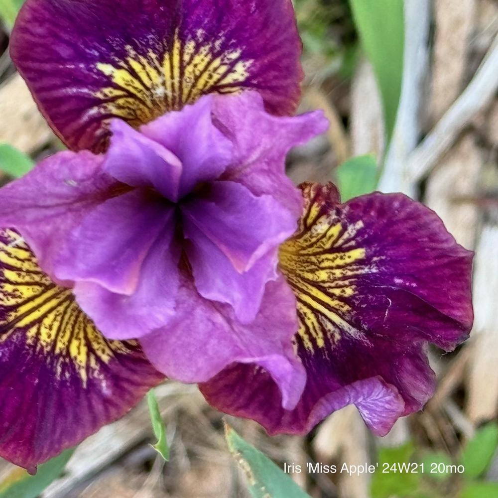 Photo of the bloom of Siberian Iris (Iris 'Miss Apple') posted by ...