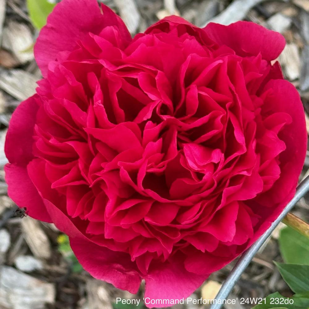 Photo of the bloom of Peony (Paeonia 'Command Performance') posted by ...