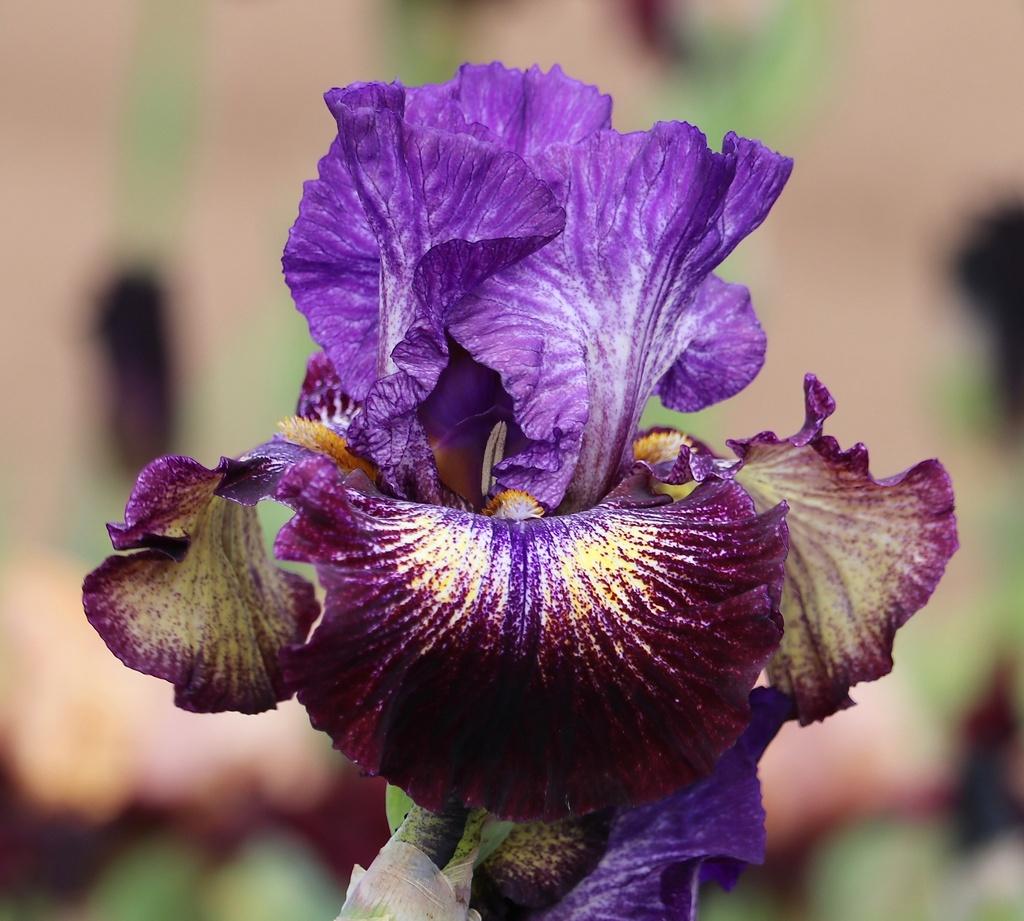 Tall Bearded Iris (Iris 'Power and Design') in the Irises Database ...