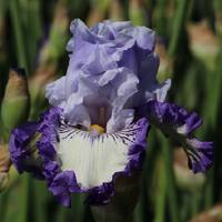 Photo of the bloom of Tall Bearded Iris (Iris 'Road Not Taken') posted ...
