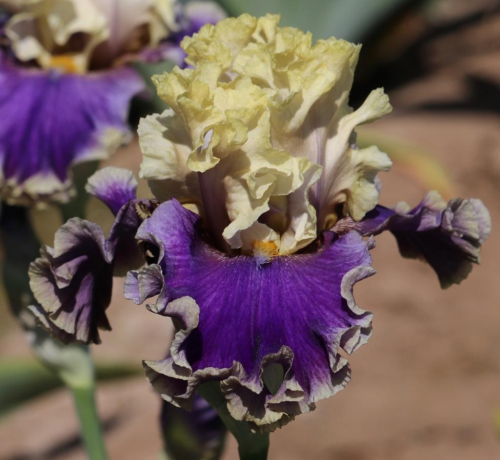 Photo of the bloom of Tall Bearded Iris (Iris 'Peruvian Dancer') posted ...