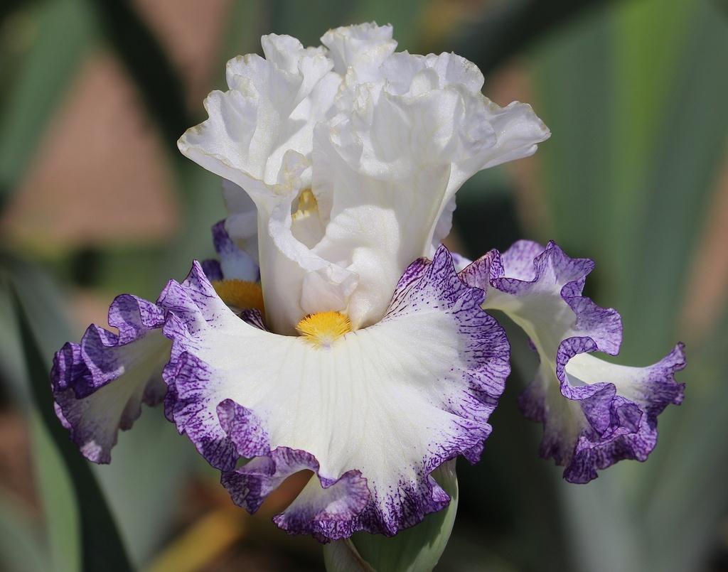 Photo of the bloom of Tall Bearded Iris (Iris 'Pure Intentions') posted ...