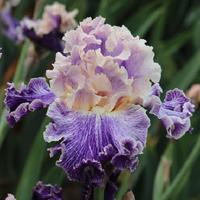 Photo of the bloom of Tall Bearded Iris (Iris 'Netizen') posted by ...