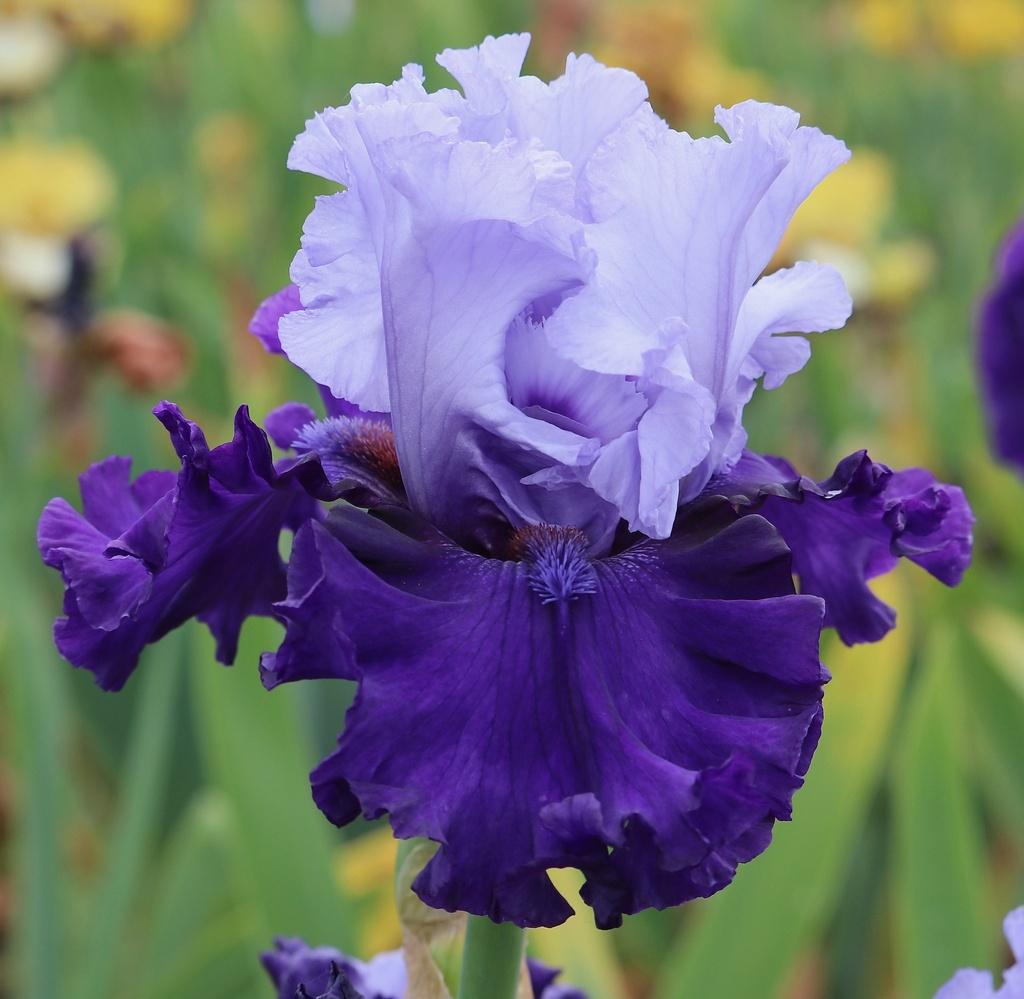 Photo of the bloom of Tall Bearded Iris (Iris 'Royal Heir') posted by ...