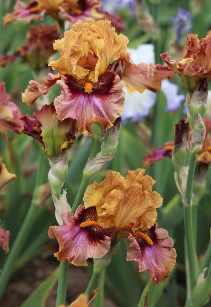 Photo of the bloom of Tall Bearded Iris (Iris 'Open Flame') posted by ...
