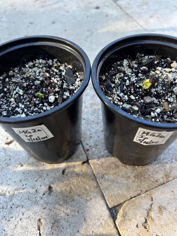 Photo of the emerging growth of Caudiciform Morning Glory (Ipomoea ...