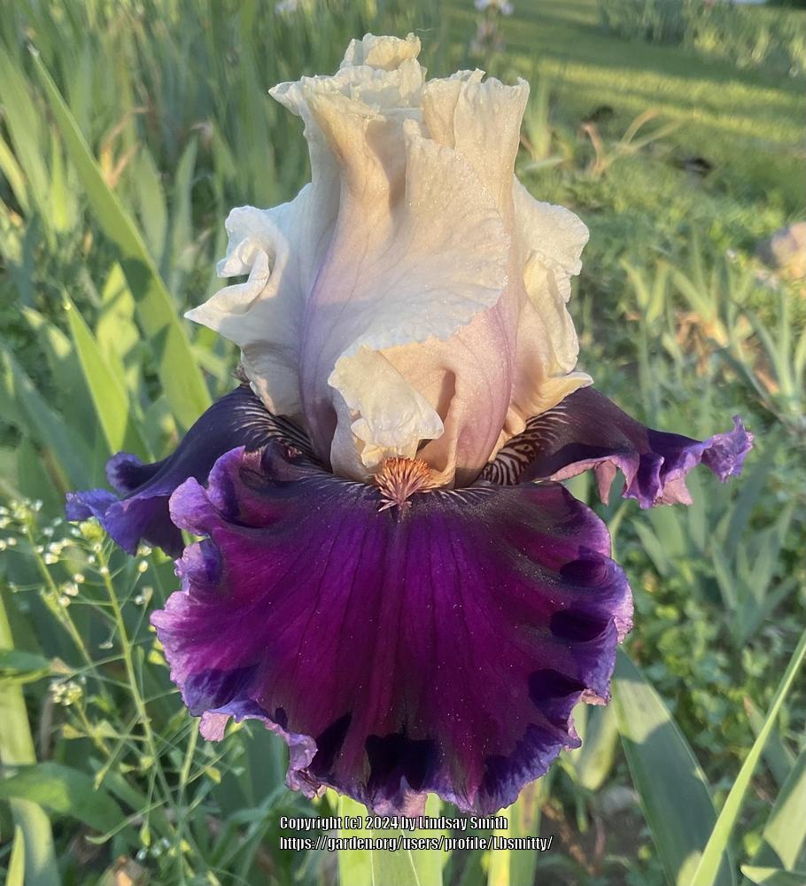 Photo of the bloom of Tall Bearded Iris (Iris 'Astrobubbles') posted by Lbsmitty - Garden.org