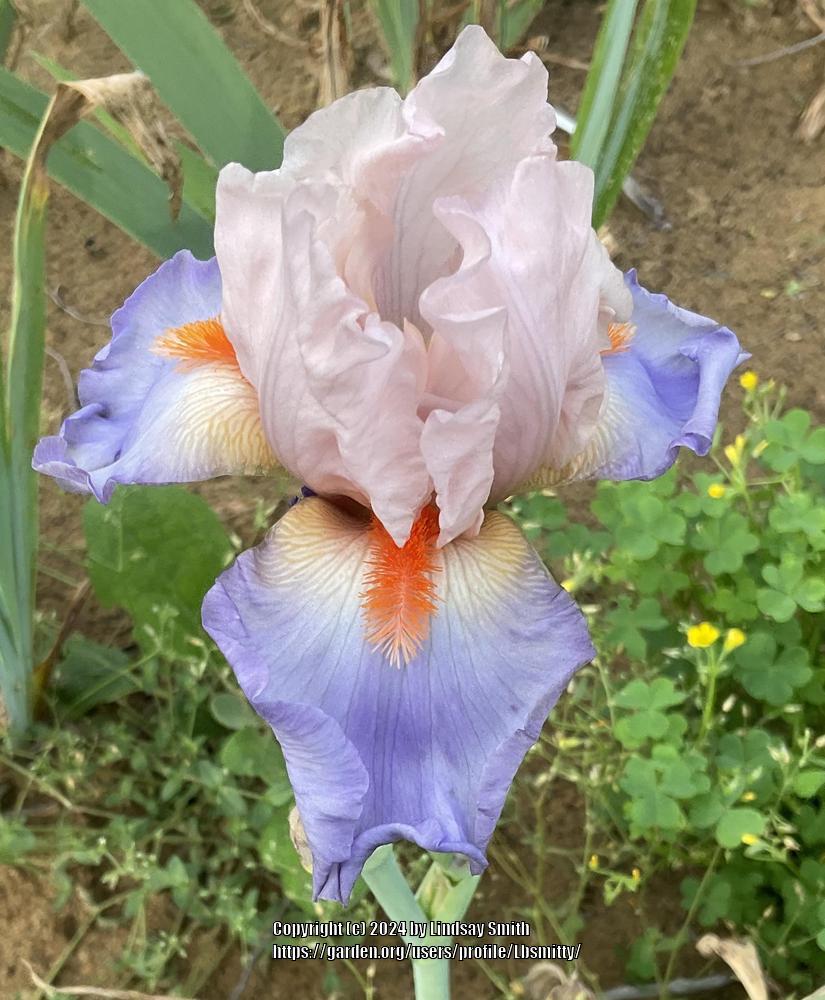 Photo of the bloom of Tall Bearded Iris (Iris 'French Cancan') posted by Lbsmitty - Garden.org