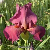 Photo of the bloom of Tall Bearded Iris (Iris 'Lady Friend') posted by ...