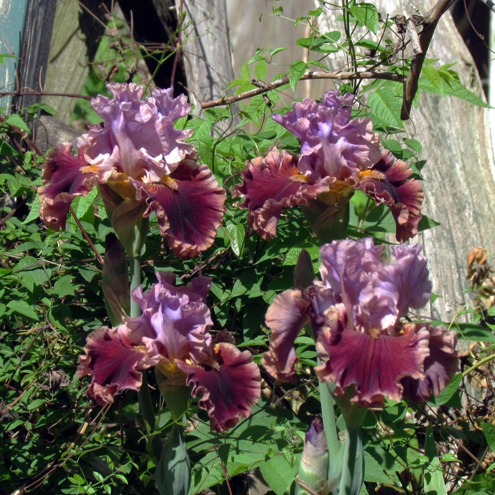 Photo of the entire plant of Tall Bearded Iris (Iris 'Gem Trader') posted by LynNY - Garden.org