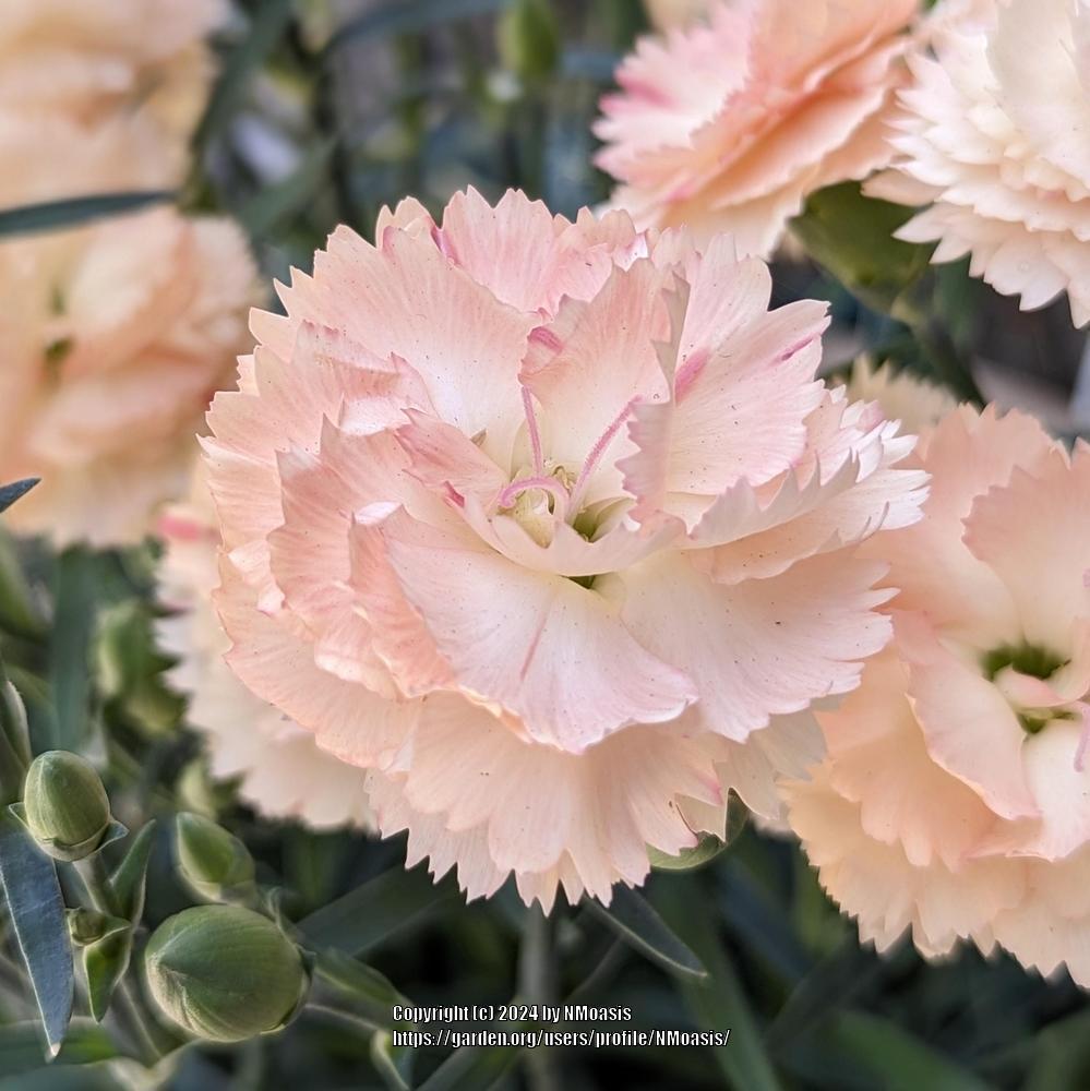 Photo of the bloom of Carnation (Dianthus caryophyllus SuperTrouper ...