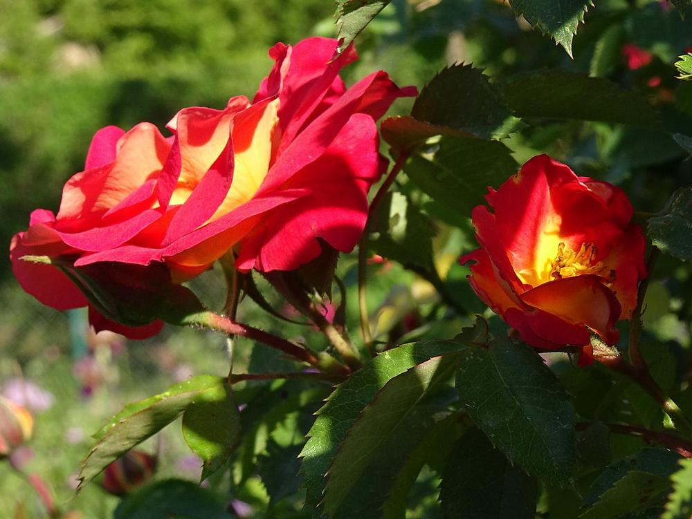 Rose (Rosa 'Bajazzo') in the Roses Database - Garden.org