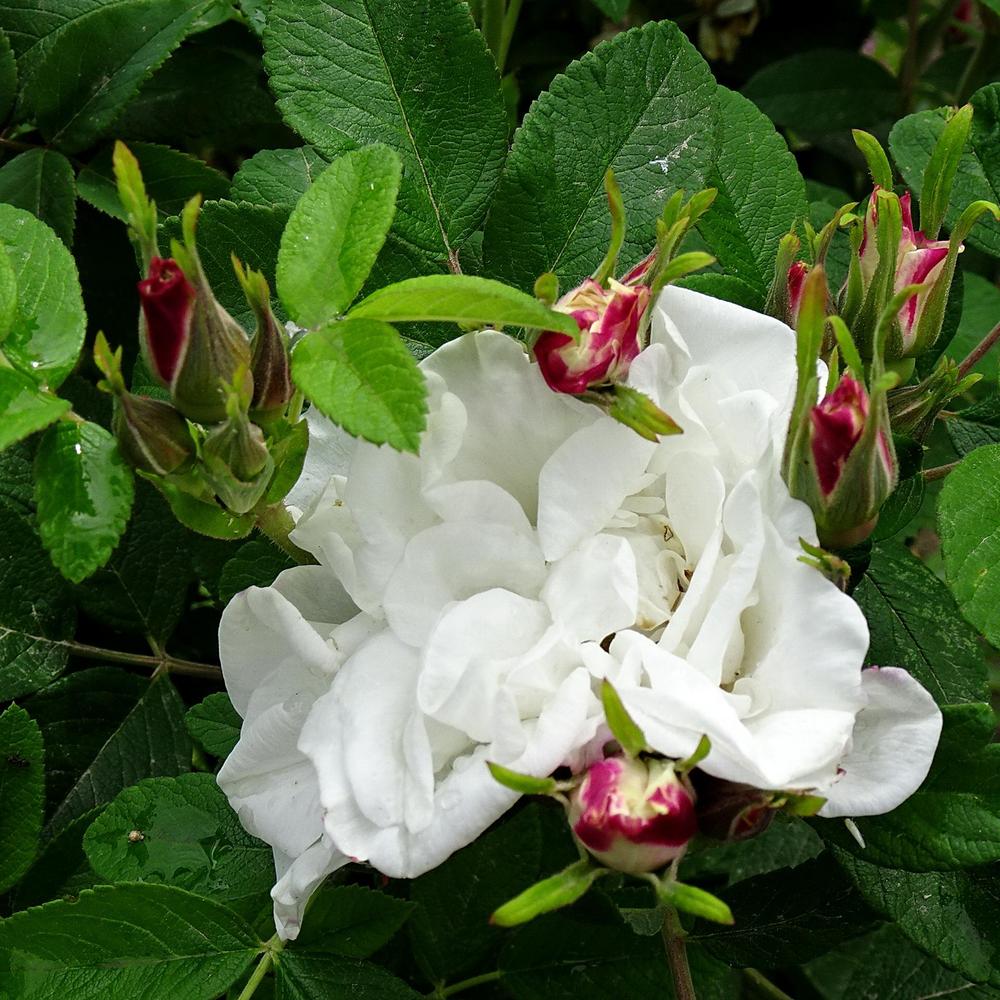 Photo of the bloom of Rose (Rosa 'Marie Bugnet') posted by Orsola ...
