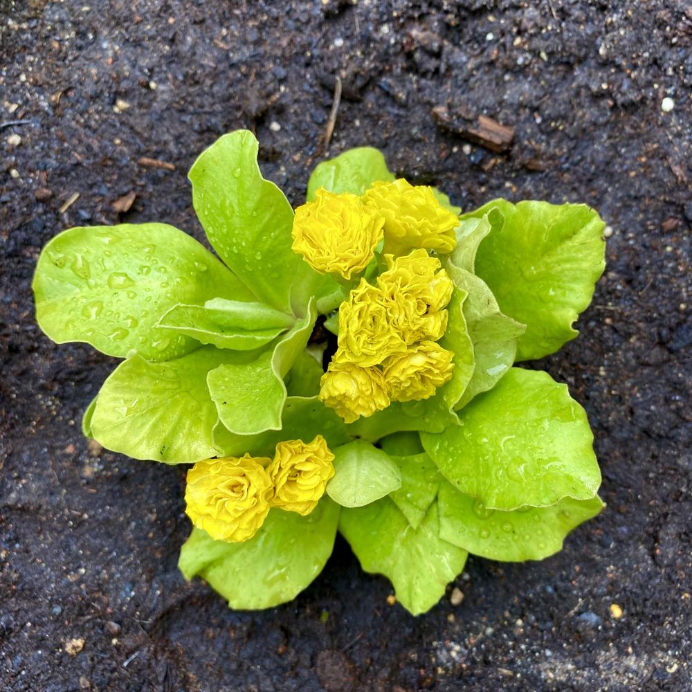 Primrose (Primula auricula 'Forest Lemon') in the Primroses Database ...
