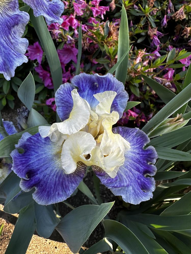 Photo of the bloom of Tall Bearded Iris (Iris 'Rhizome Cowboy') posted ...