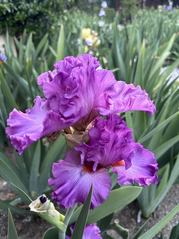 Photo of the bloom of Tall Bearded Iris (Iris 'Elegant Ruffles') posted ...