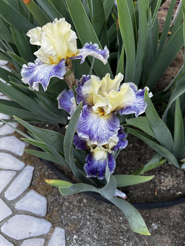 Photo of the entire plant of Tall Bearded Iris (Iris 'Rhizome Cowboy ...