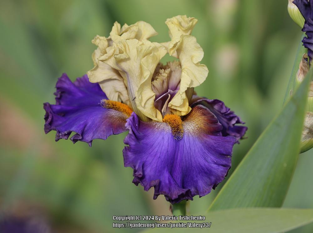 Photo of the bloom of Tall Bearded Iris (Iris 'Secret Past') posted by ...