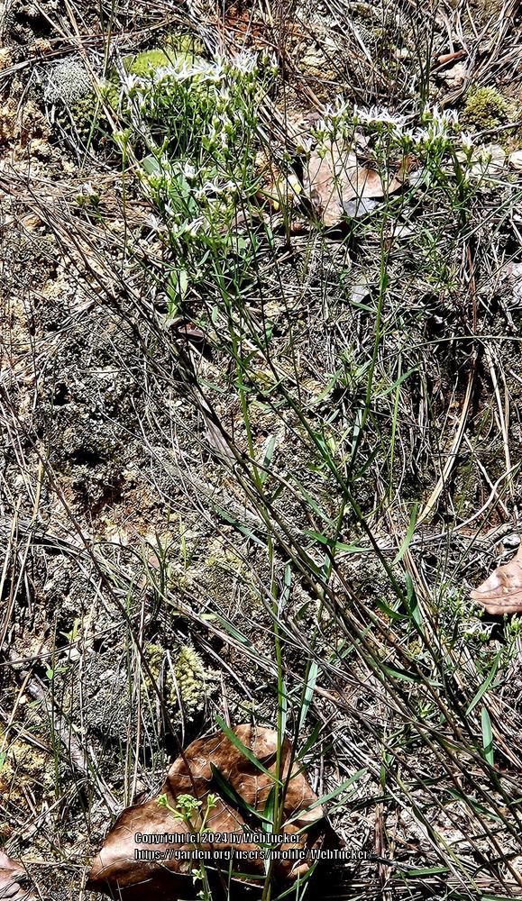 Photo of the entire plant of Sericocarpus linifolius posted by ...