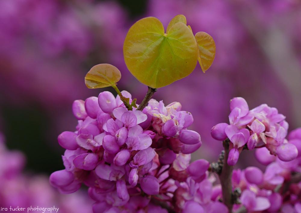Chinese Redbud (Cercis chinensis 'Reznicek') - Garden.org