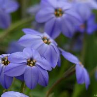Photo of the bloom of Spring Starflower (Ipheion uniflorum 'Jessie ...