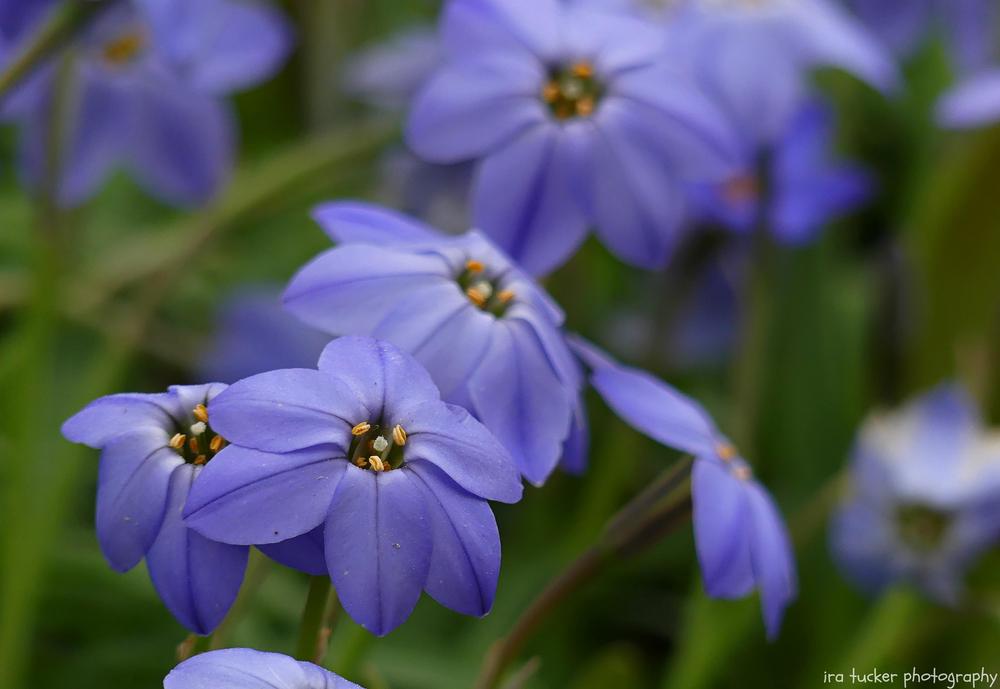 Photo of the bloom of Spring Starflower (Ipheion uniflorum 'Jessie ...
